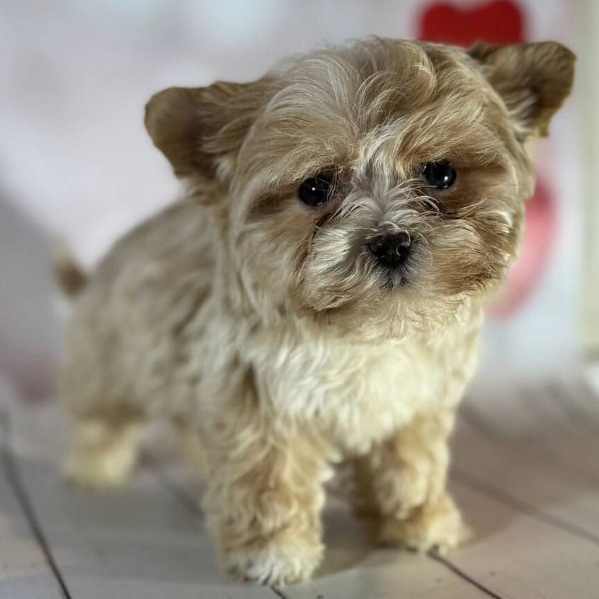 Йоркширский терьер, щенок