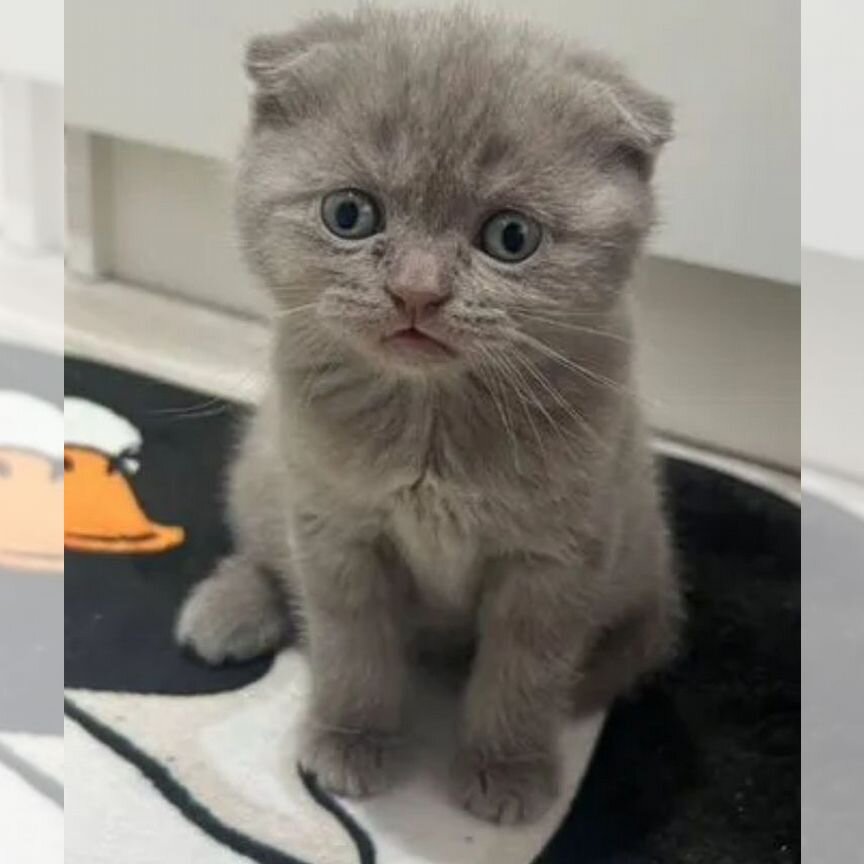 Шотландский вислоухий короткошёрстный котёнок