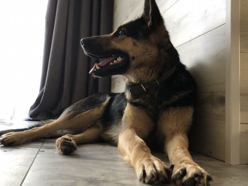 Немецкая овчарка