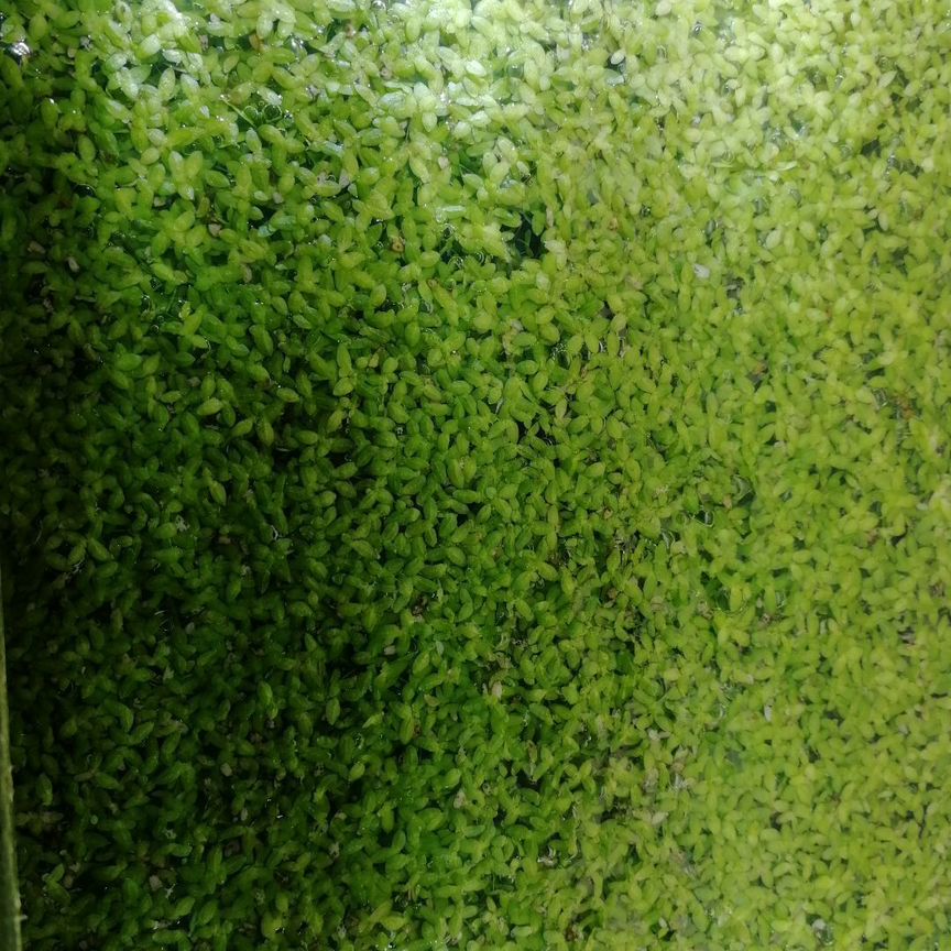 Ряска для аквариума