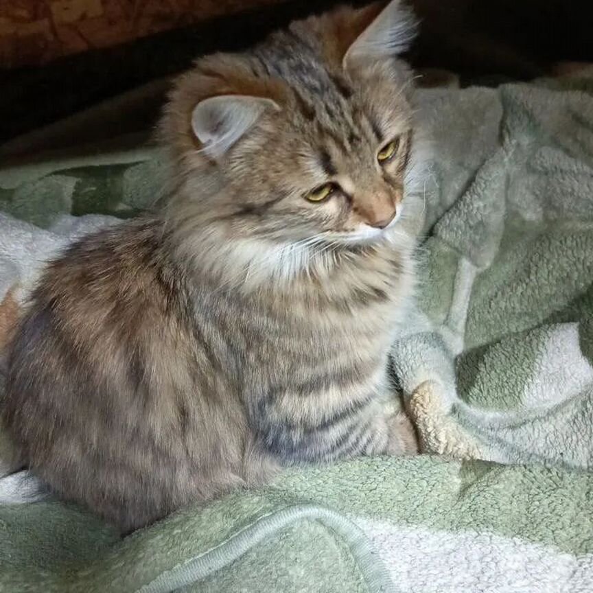 Котенок с фронта