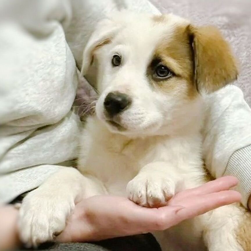 Щенок в добрые руки