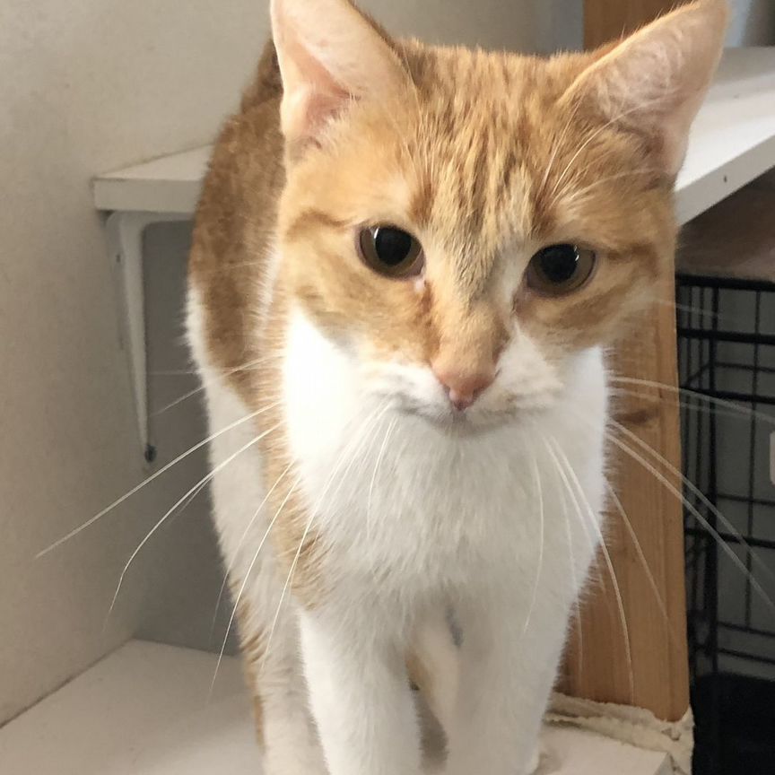 Рыженькая кошечка ищет семью