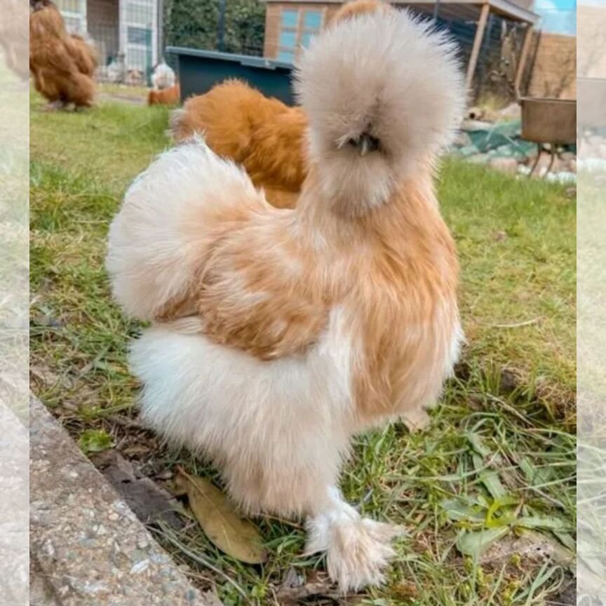 Китайский шелковый петушок