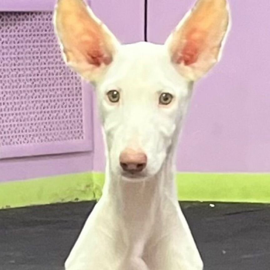 Поденко ибиценко