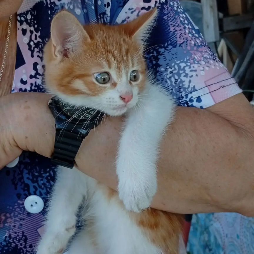 Котёнок в добрые руки