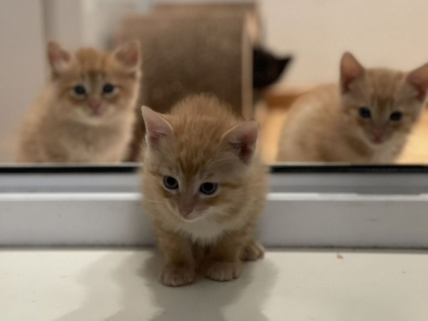 Котята 1,5 месяца мальчики
