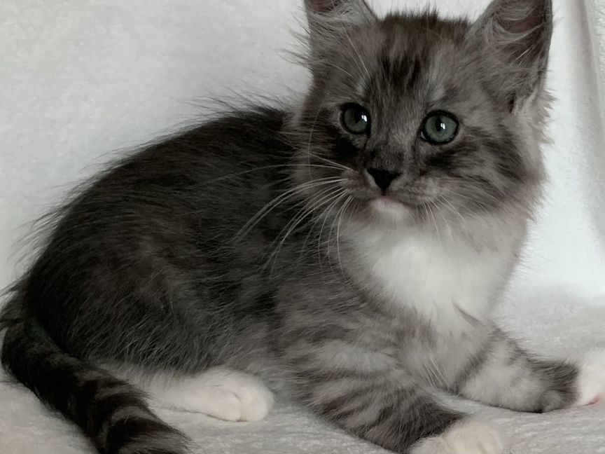 Сибирский котёнок