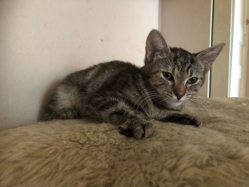 Котенок Душечка