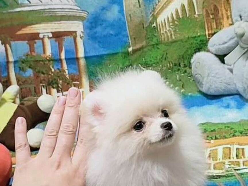 Красотка Померанского шпица