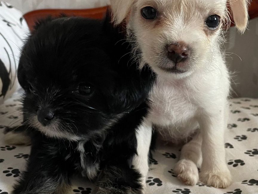 Щенки мальчи