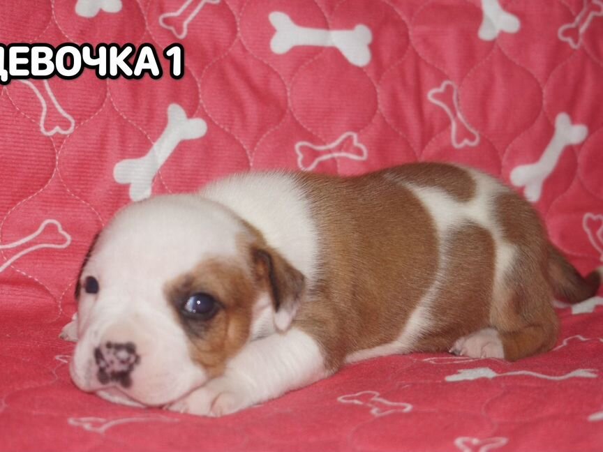 Щенки американского стаффорда