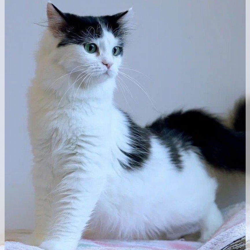 Кошки в добрые руки