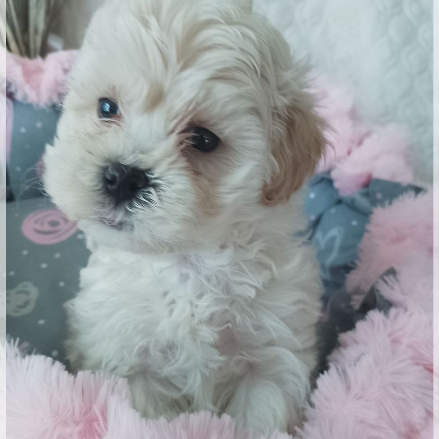 Мальтипу, щенок