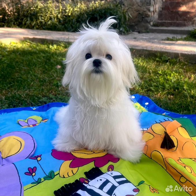 Мальтийская болонка mini