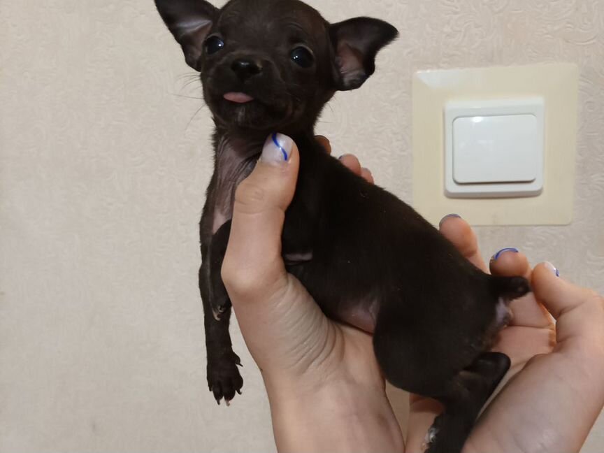 Мини той-терьер щенки