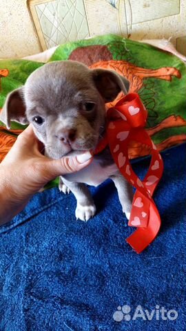 Малыш чихуахуа редкого окраса