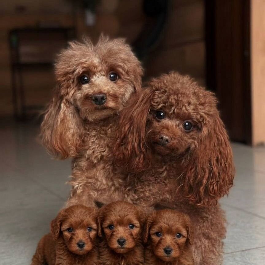 Той-пудель, щенок