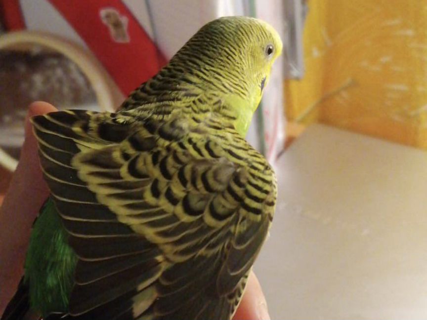 Потерялся волнистый попугай