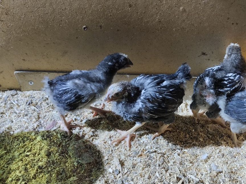 Виандот серебро