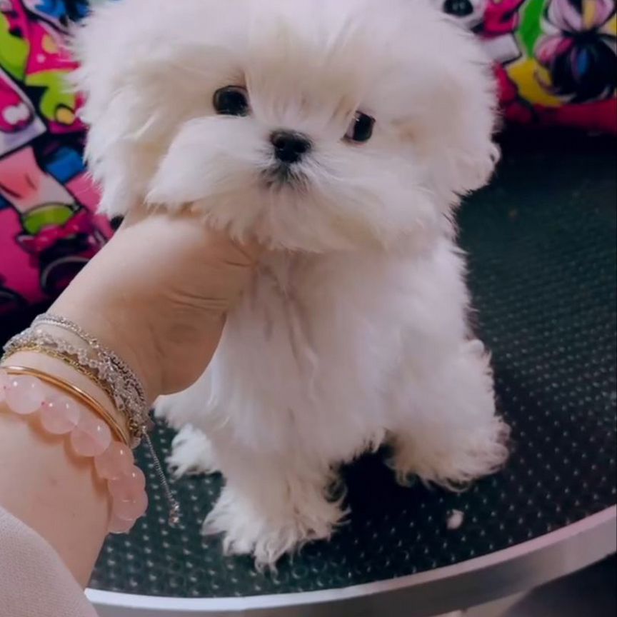 Мальтезе корея