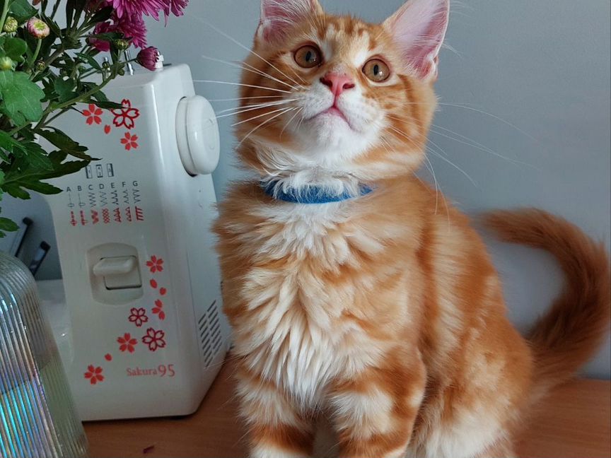 Мейн-кун котик