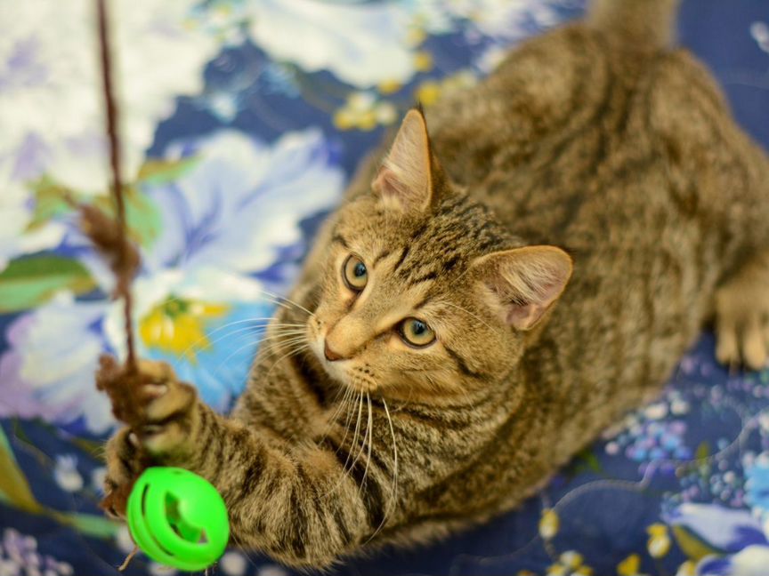 Очень спокойный ласковый ленивец, 6 мес