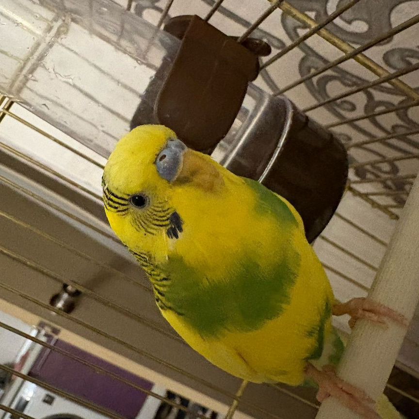 Волнистый попугай