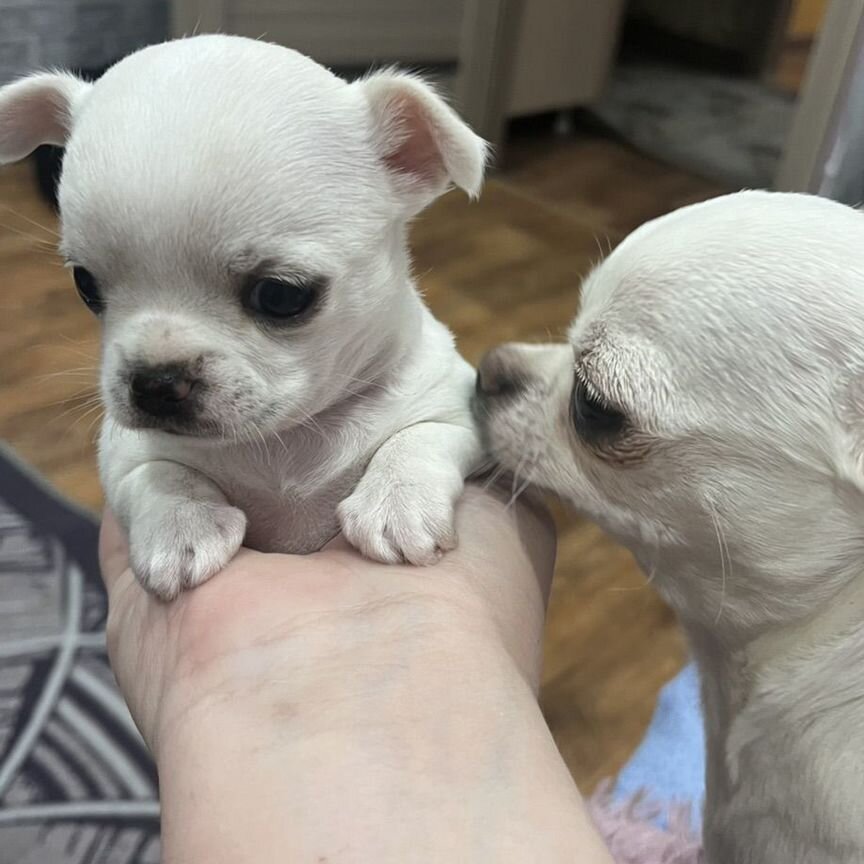 Чихуахуа, щенок