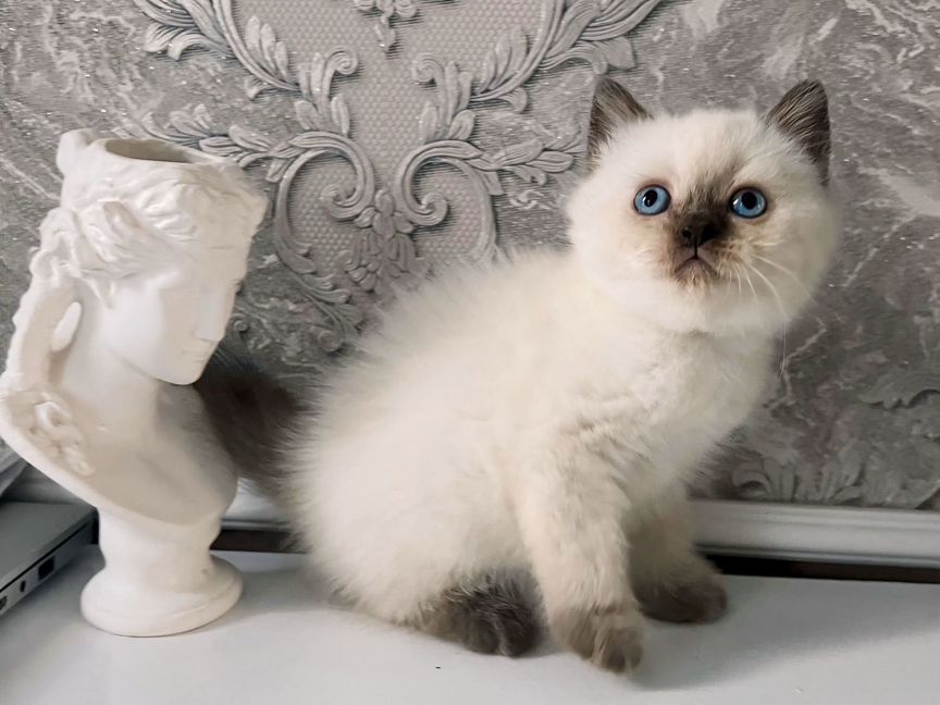 Шотландская девочка