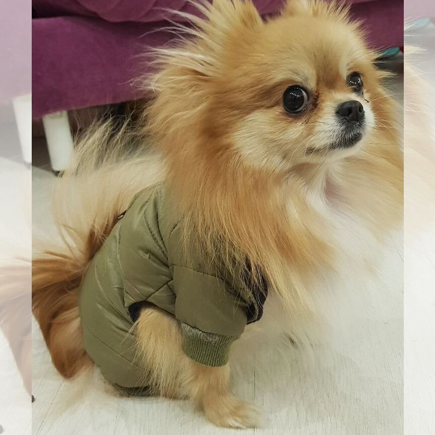 Комбинзоны Petmax