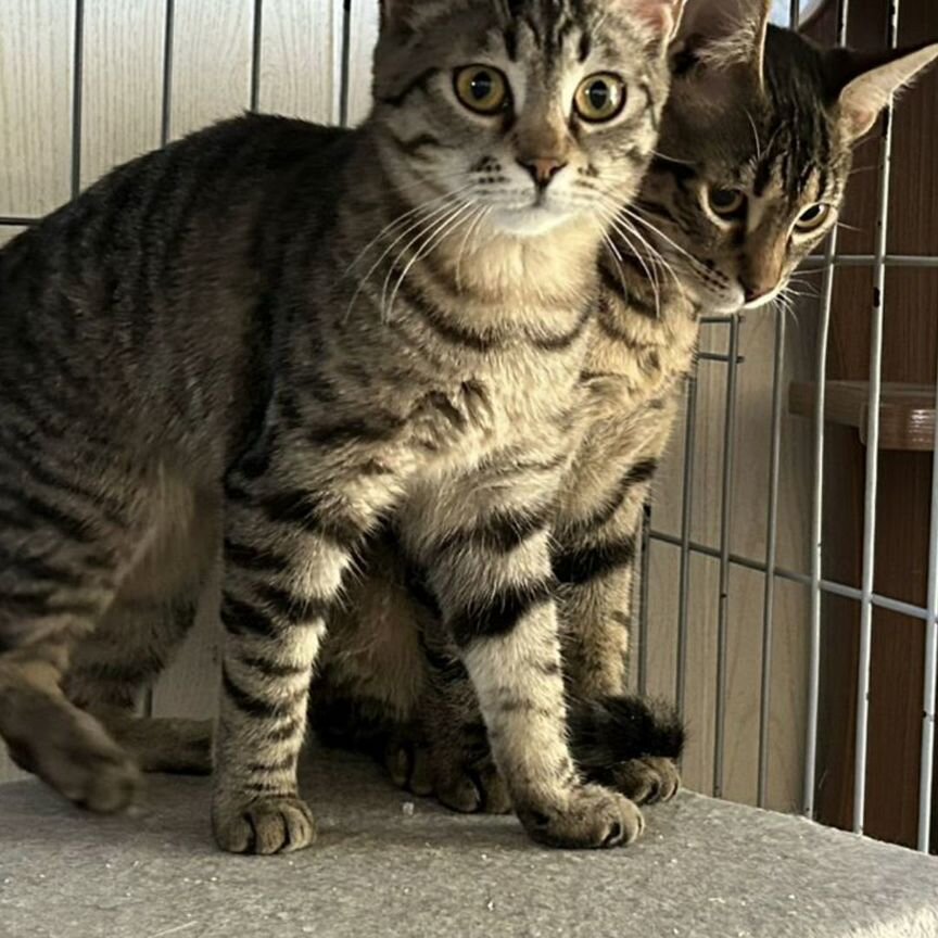 Котятки шпротики растут в приютской клеточек