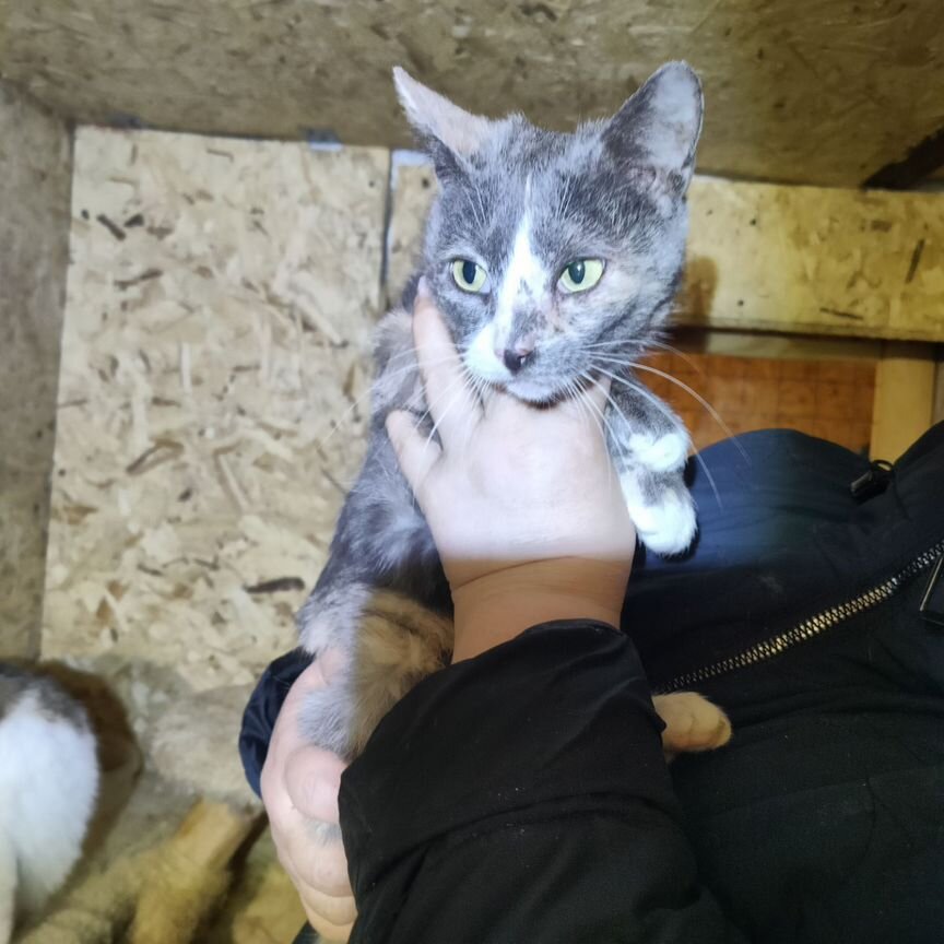 В добрые руки