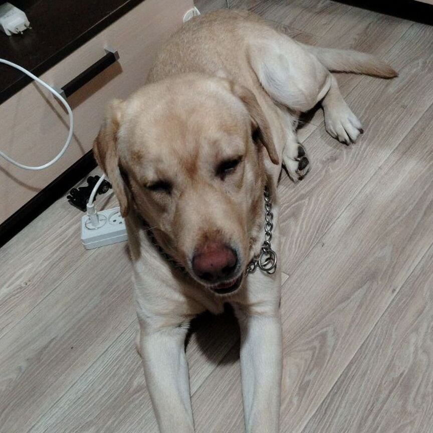 Лабрадор-ретривер, взрослый пёс