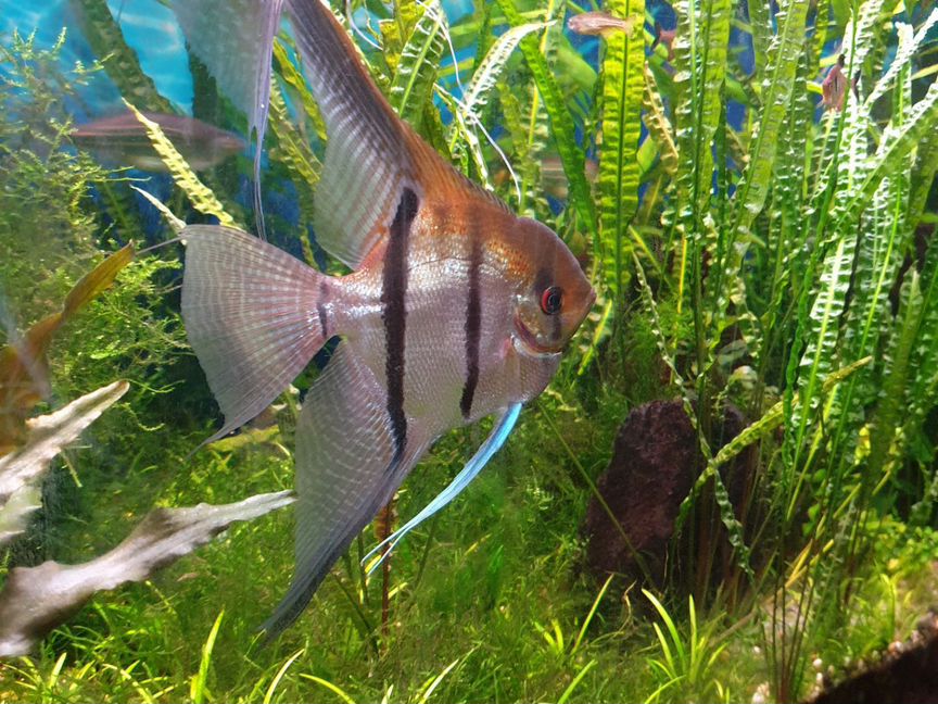 Скалярия серебряная (Pterophyllum scalare)