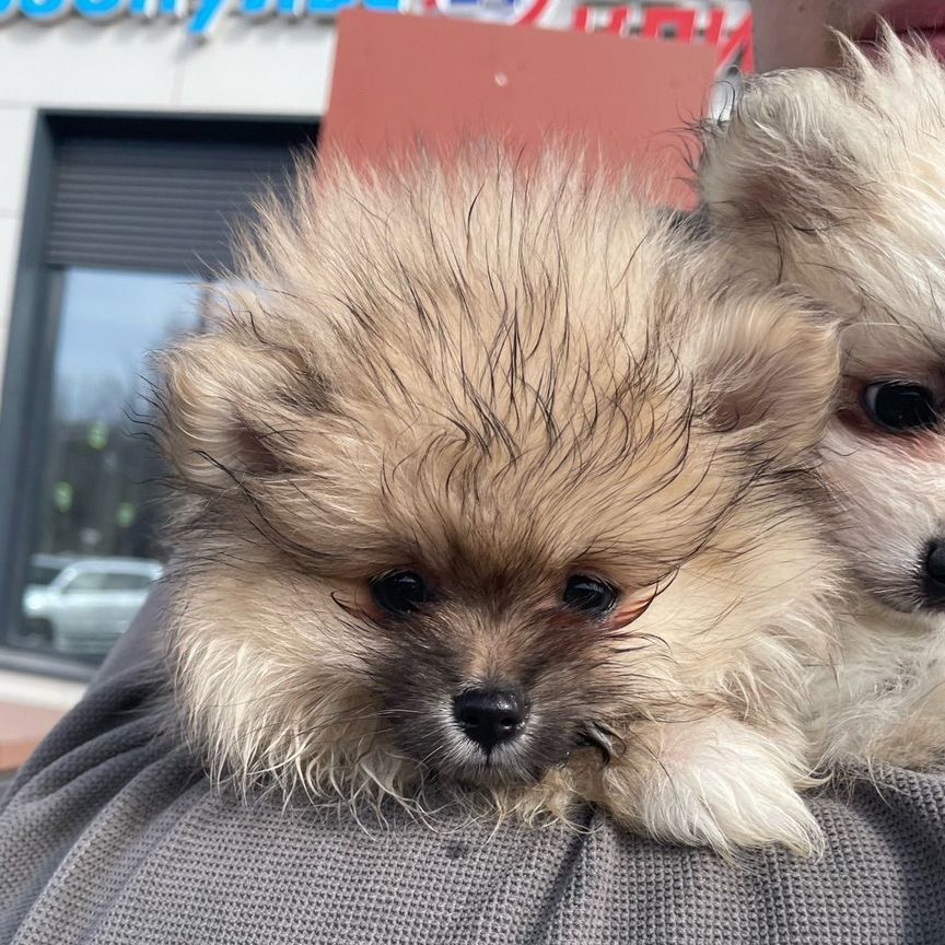 Померанский шпиц, щенок