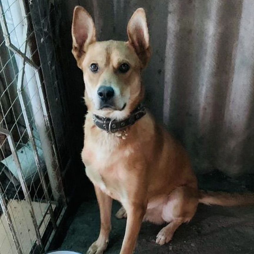 Собака в беде в добрые руки