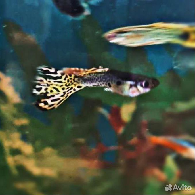 Рыбки гуппи (меняюсь на другие цвета рыбок)