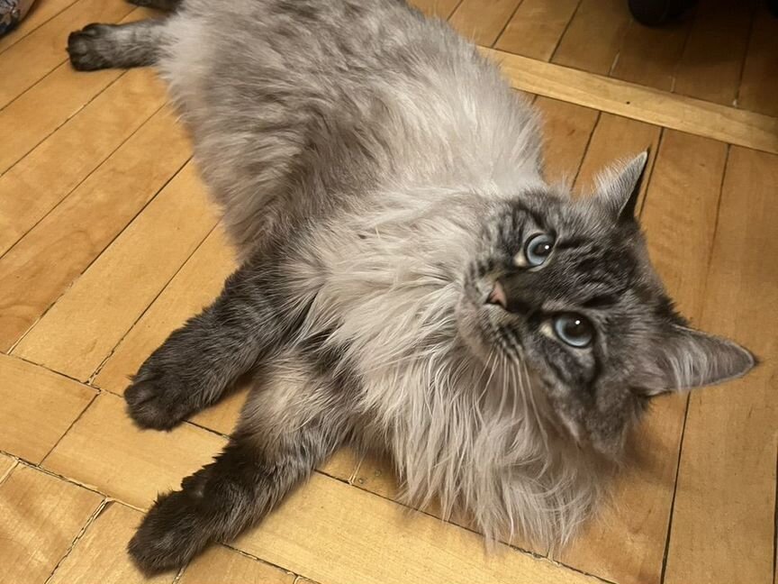 Вязка кошек