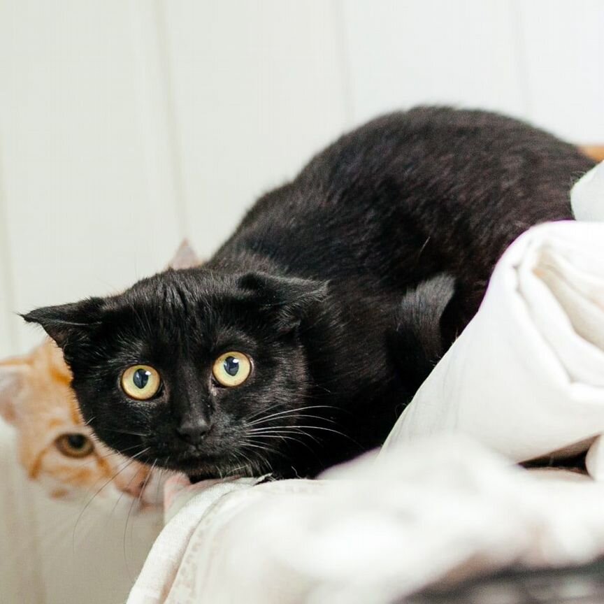 Кошка Тучка ищет дом