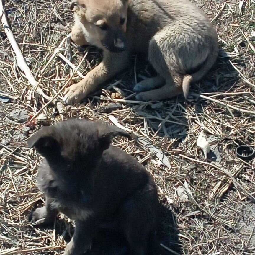 Отдадим щенят