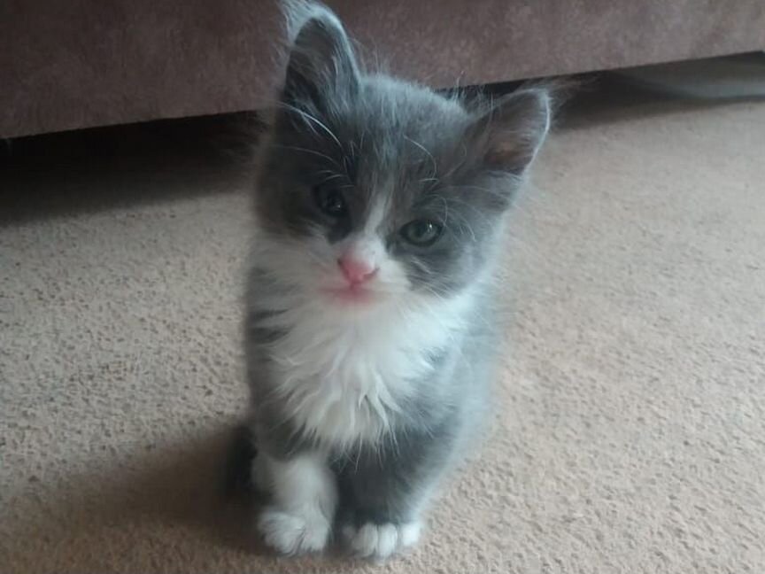 Пристраивается в хорошие руки прекрасный котенок