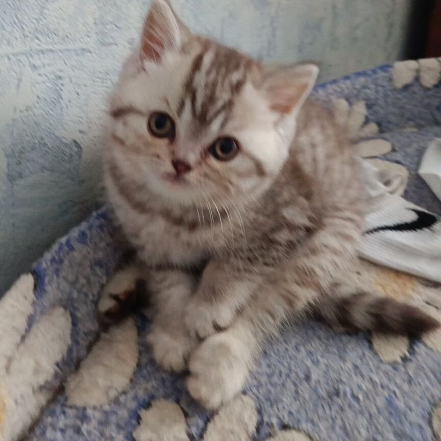 Шотландский вислоухий короткошёрстный котёнок