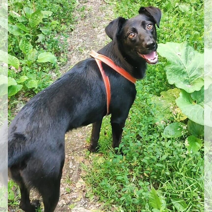 Взрослая собака в добрые руки