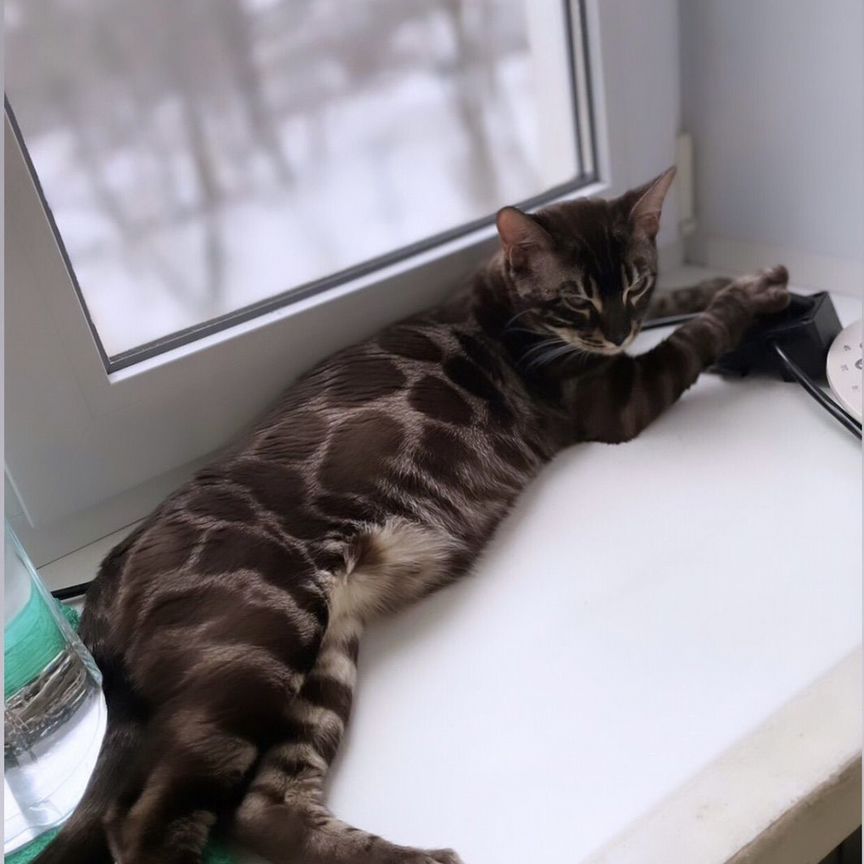 Племенной кот в питомник