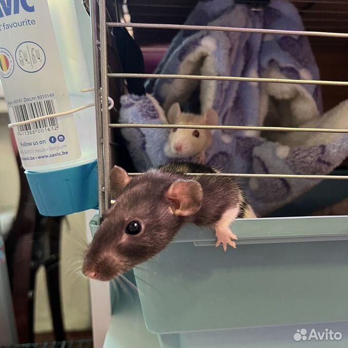 2 крыски и 2 клетки