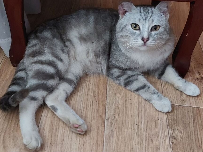 Брутальный кот Бася