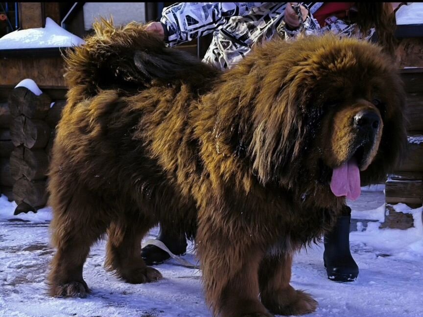 Тибетский мастиф щенки