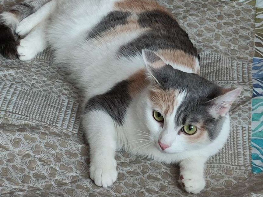 Кошечка Сисиль ищет дом