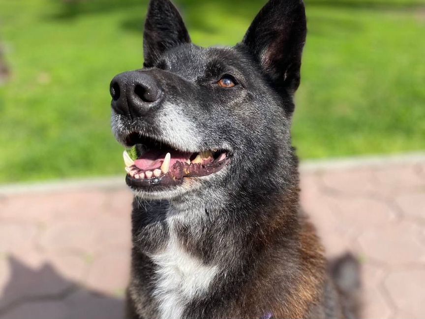 Семейная собака в добрые руки